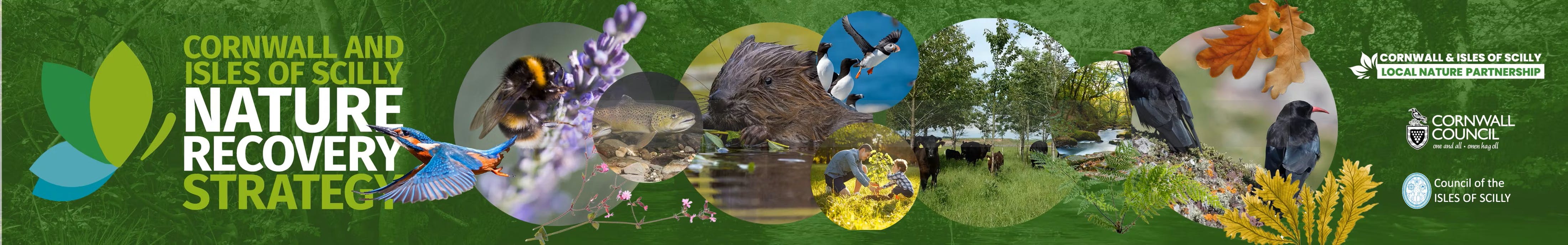 Cornwall and Isles of Scilly Nature Recovery Strategy | Let's Talk Cornwall